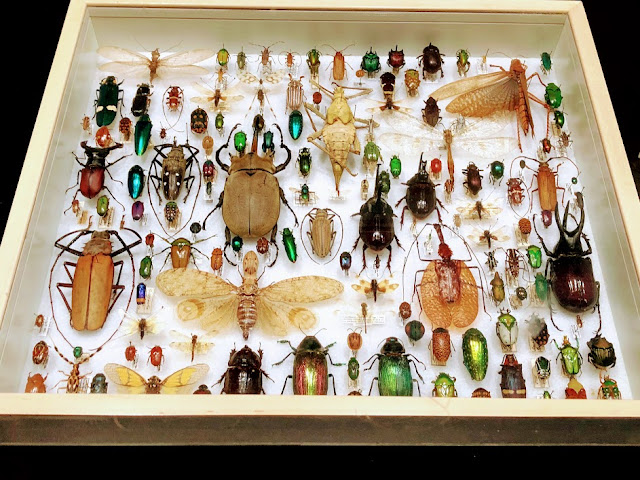 Walking Arizona: Insect Collection