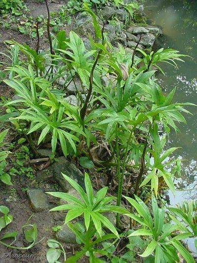 namakucella: KERABU PUCUK GELI-GELI