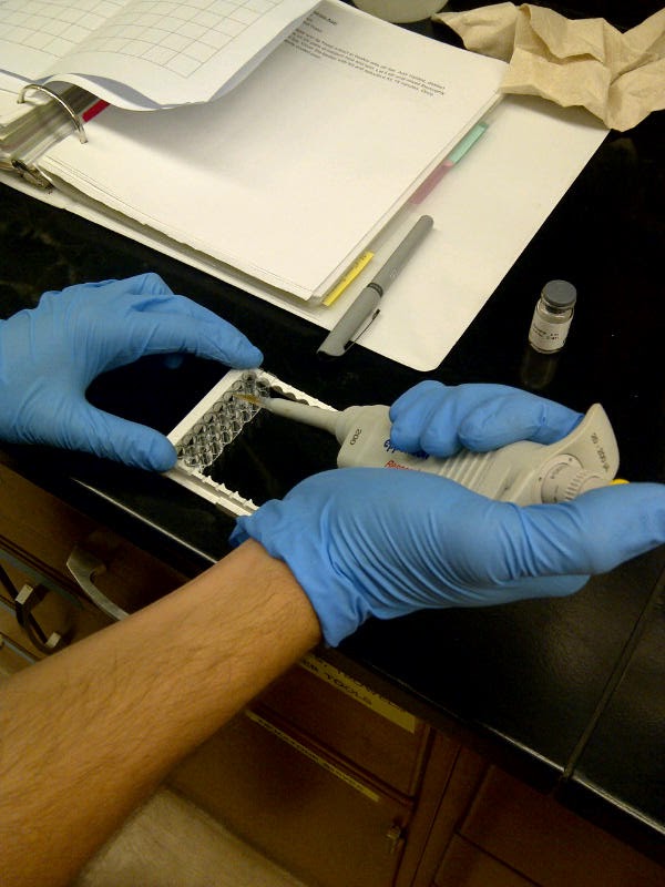 University of Illinois Plant Clinic: Bacterial Leaf Scorch Testing at ...