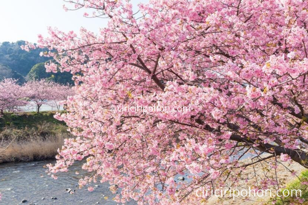 Ragam Simbolisasi Pohon Sakura di Negara Jepang - Ciriciripohon.com