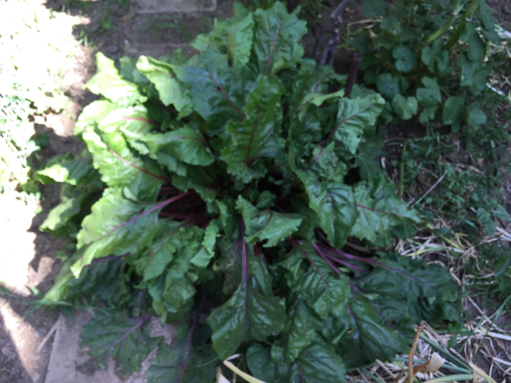 How To Grow Beetroot