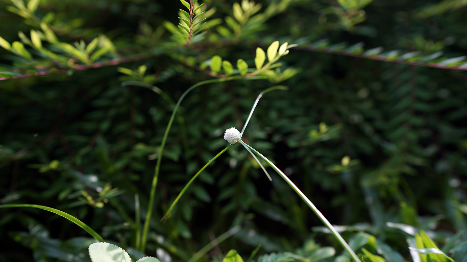 White flower with a long green stem free picture for commercial use - 1 ...