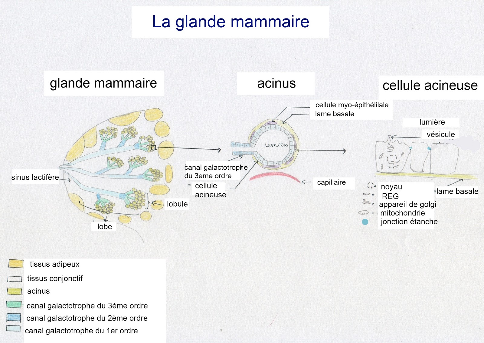 Ce que tu cherche: Seins - Structures et Types