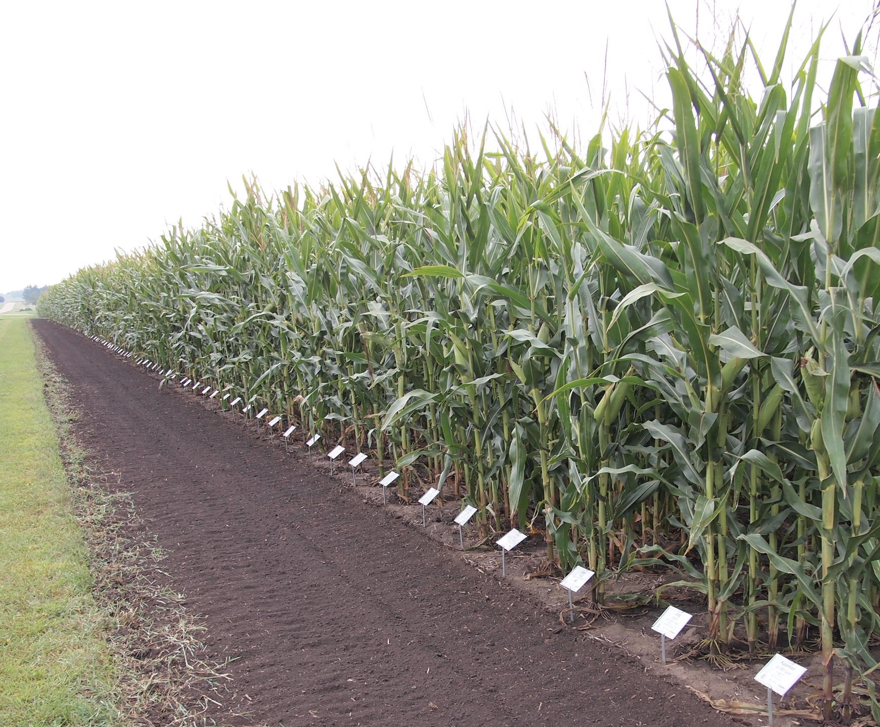 Corn Agronomy: Preliminary Grain Yields for the UW Corn Hybrid ...
