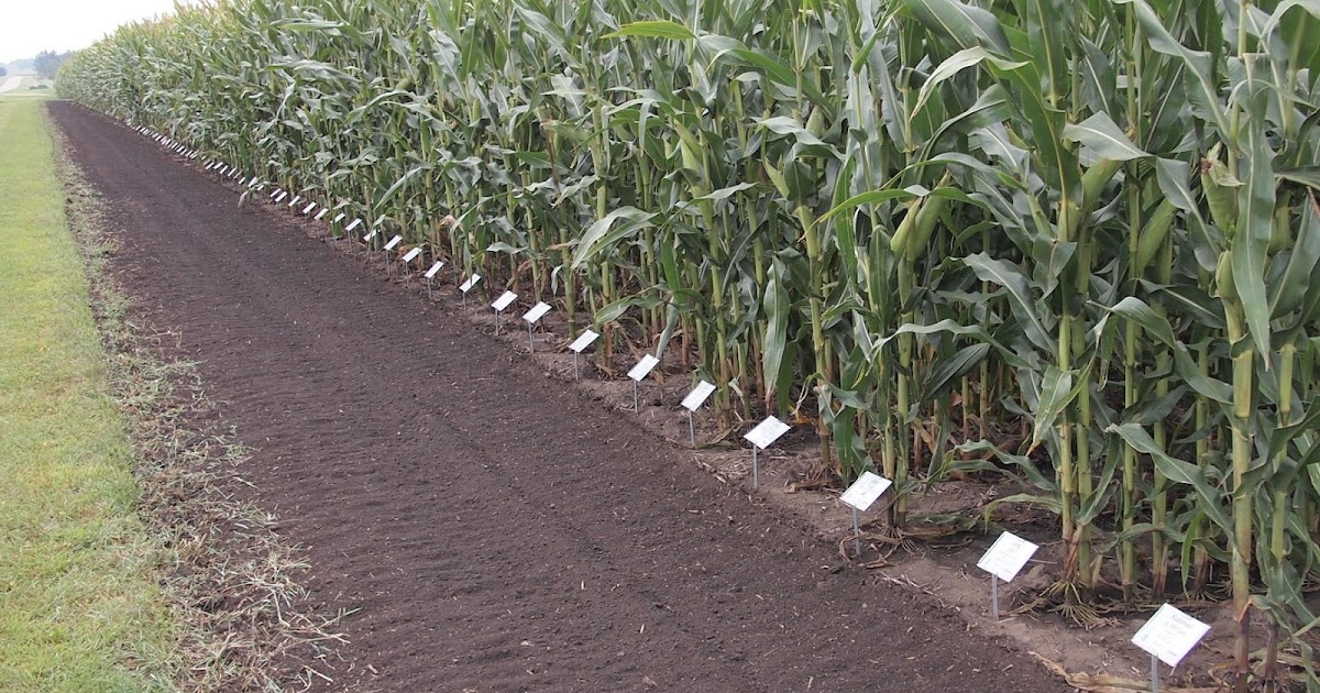 Corn Agronomy: Preliminary Grain Yields for the UW Corn Hybrid ...