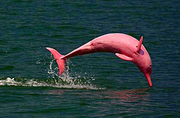 Lenda do Boto-Cor-de-Rosa