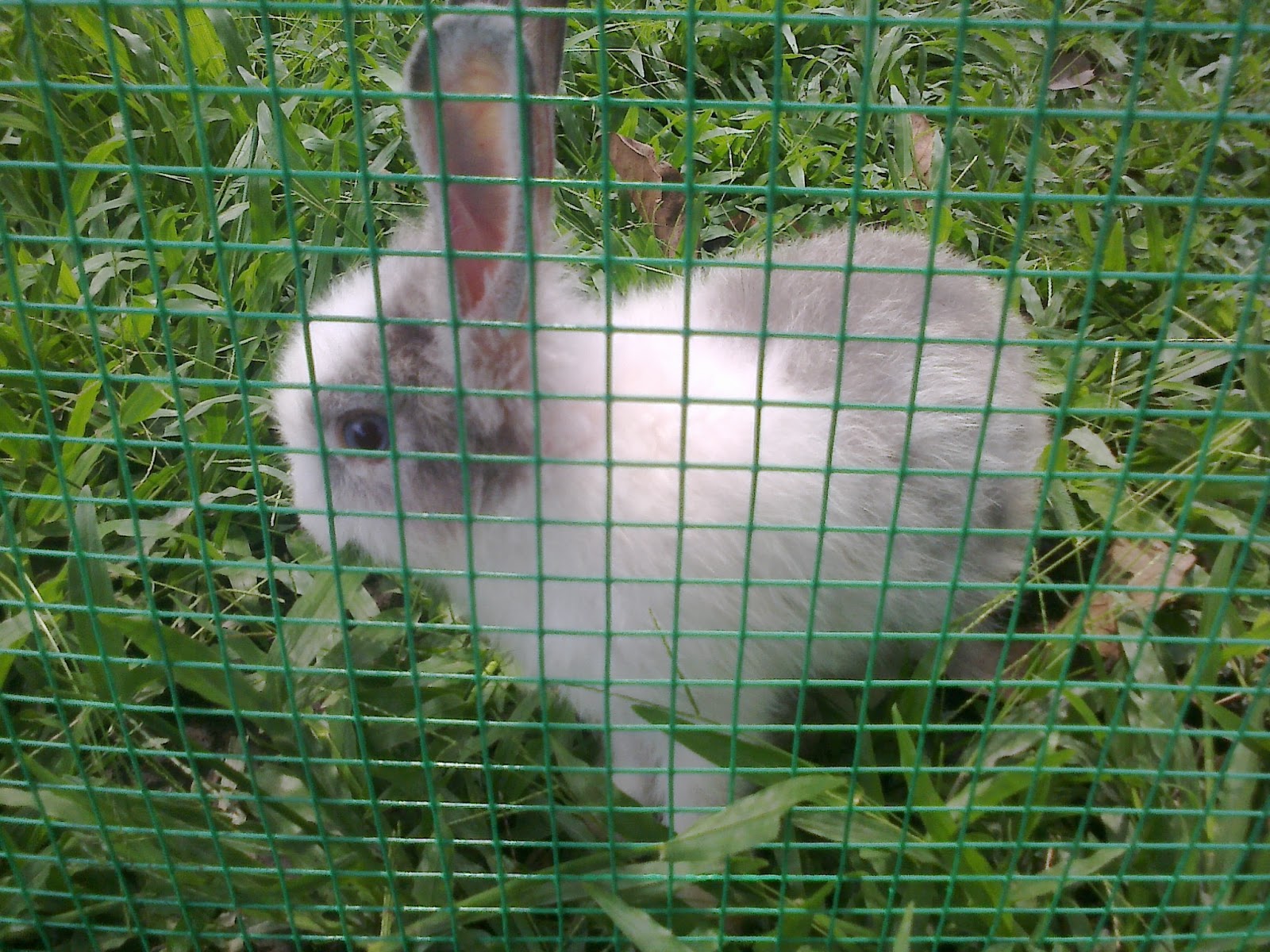 Looking for AdoraBLe bunny ? We HaVe iT HeRe !: cutey bunny for sale