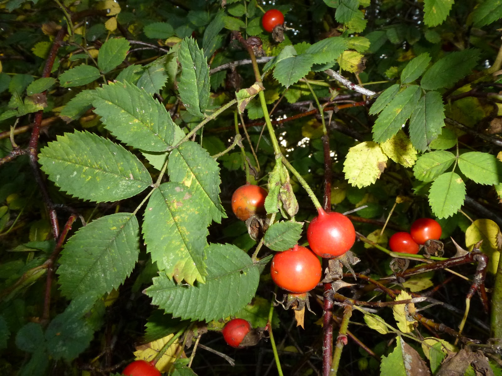 Wild Harvests: October 2011