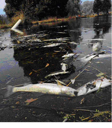 Thermal Pollution: Causes and Effects to Water Quality and Ecosystems