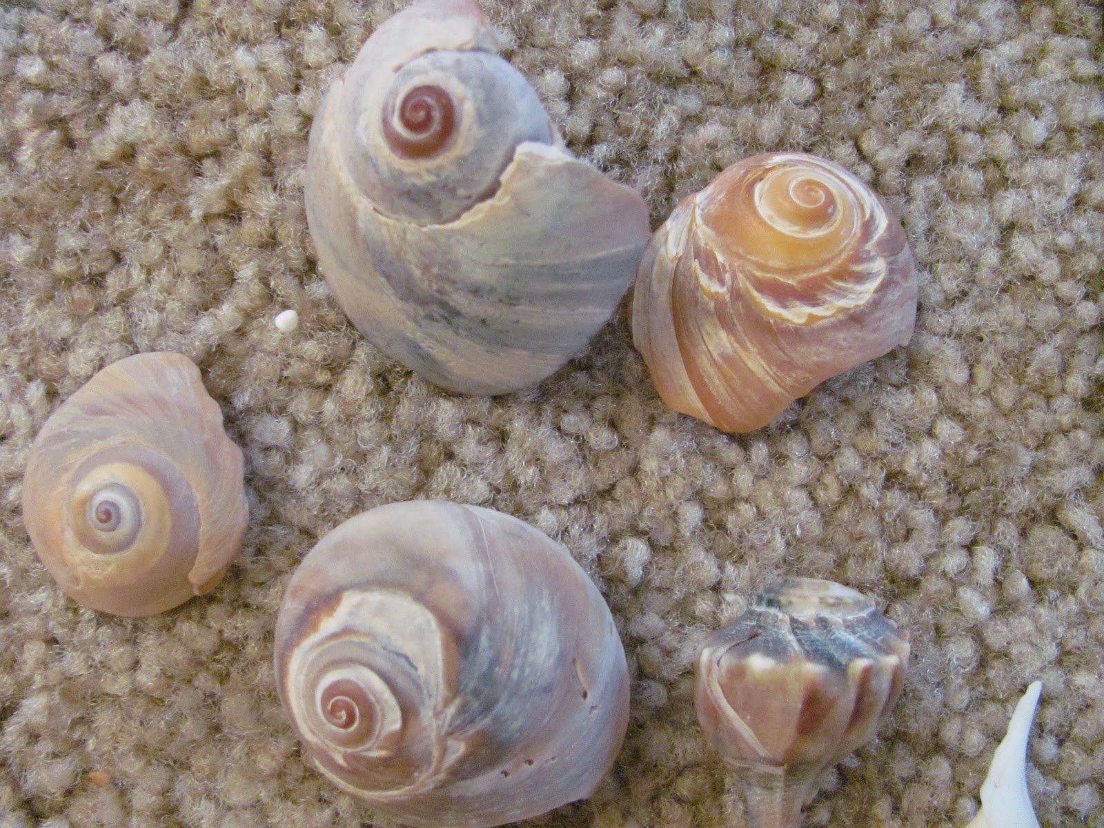 The Chocolate Muffin Tree: Sorting Sea Shells