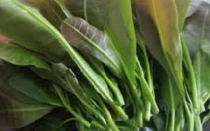 ulam daun besar pahit - Simon Graham