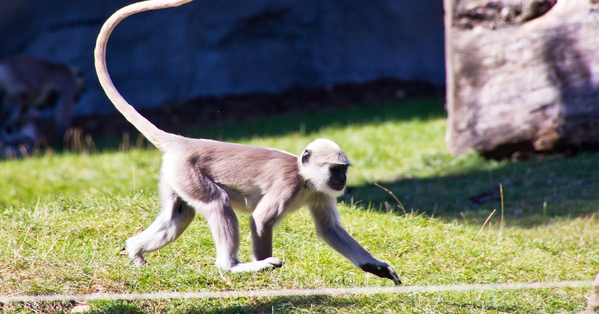 Trans Pond: The Flying Monkey