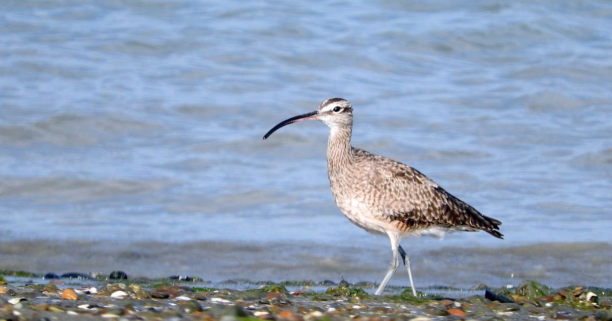 Aves Bonaerenses: Playero trinador (Numenius phaeopus)