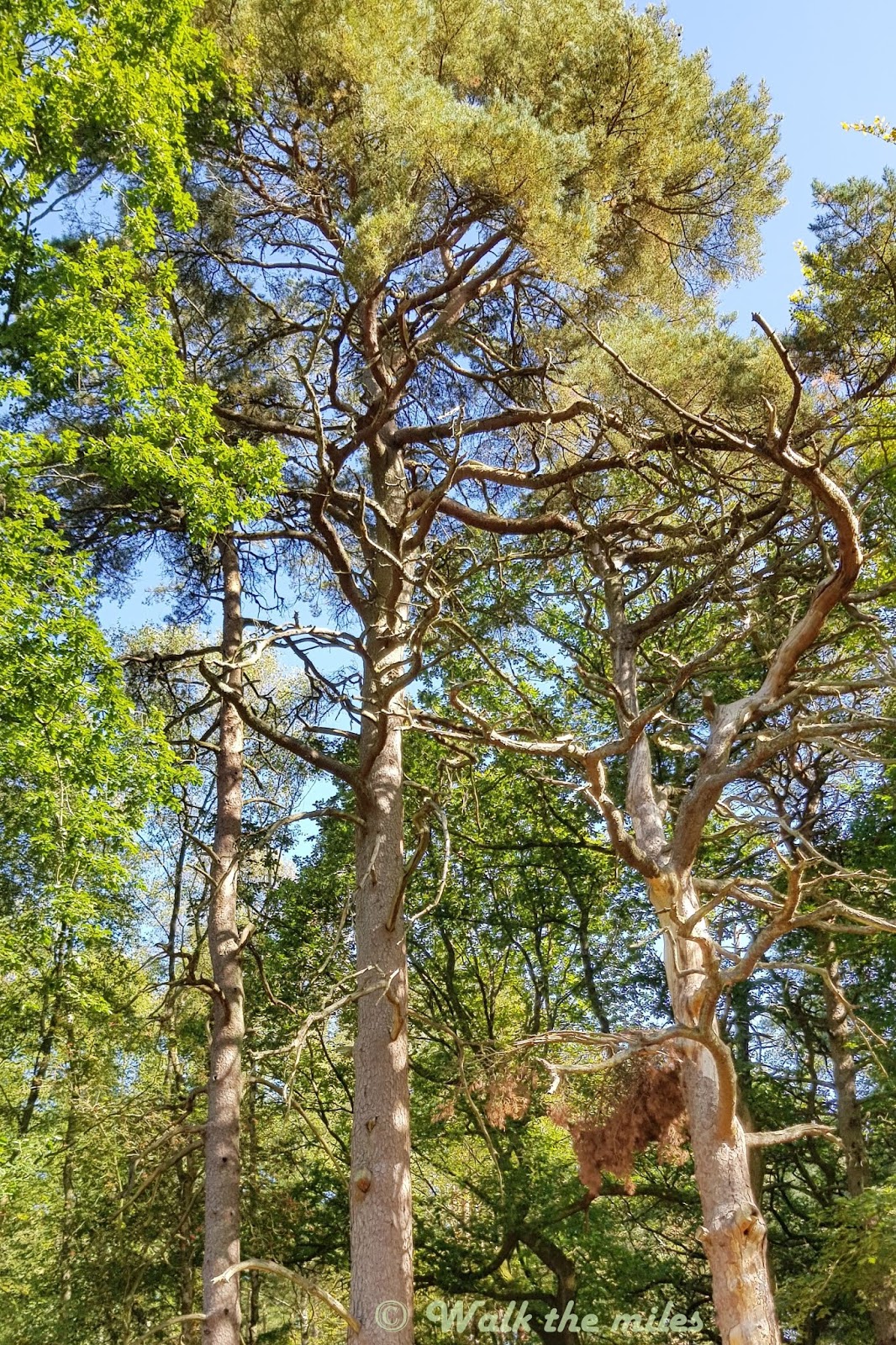 Walk the miles: Winterfold Forest