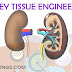 KIDNEY TISSUE ENGINEERING (#biochemistry)(#tissueengineering)(# ...