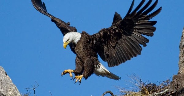 Tai Ni Ndege, Ana Mambo Saba (7) Tofauti Na Ndege maajabu makubwa haya ...