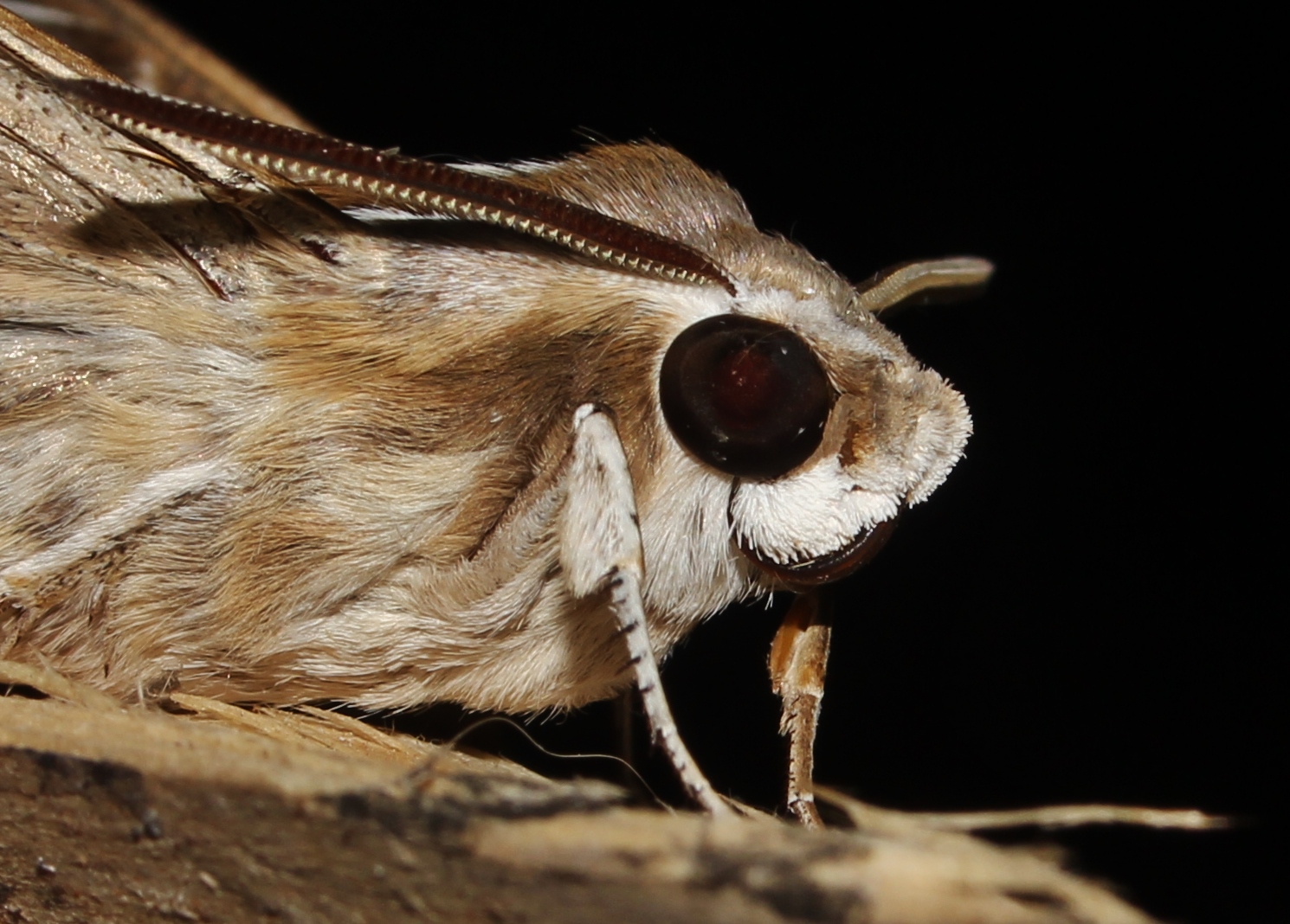 Biodiversity of Cyprus by NGO Protection of the Natural Heritage and ...