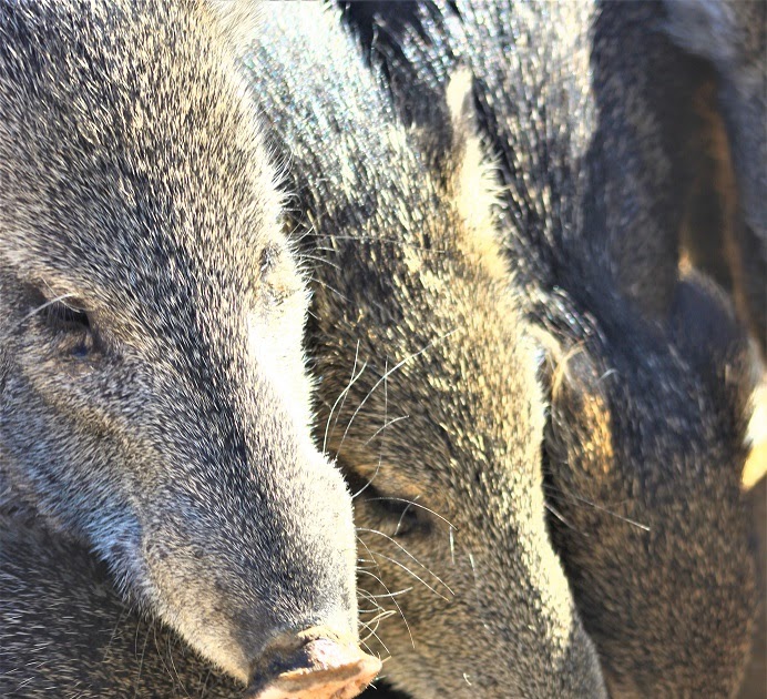 The Field Lab: water pigs...