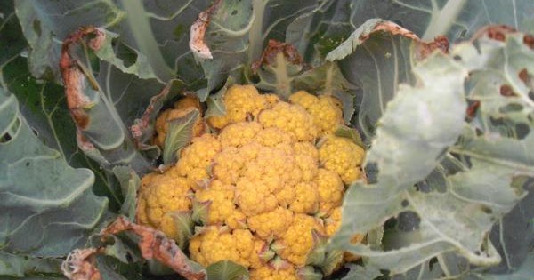 Physiological Disorders of Cauliflower