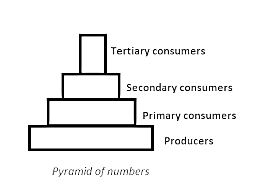 Environmental Sciences: Ecological pyramids