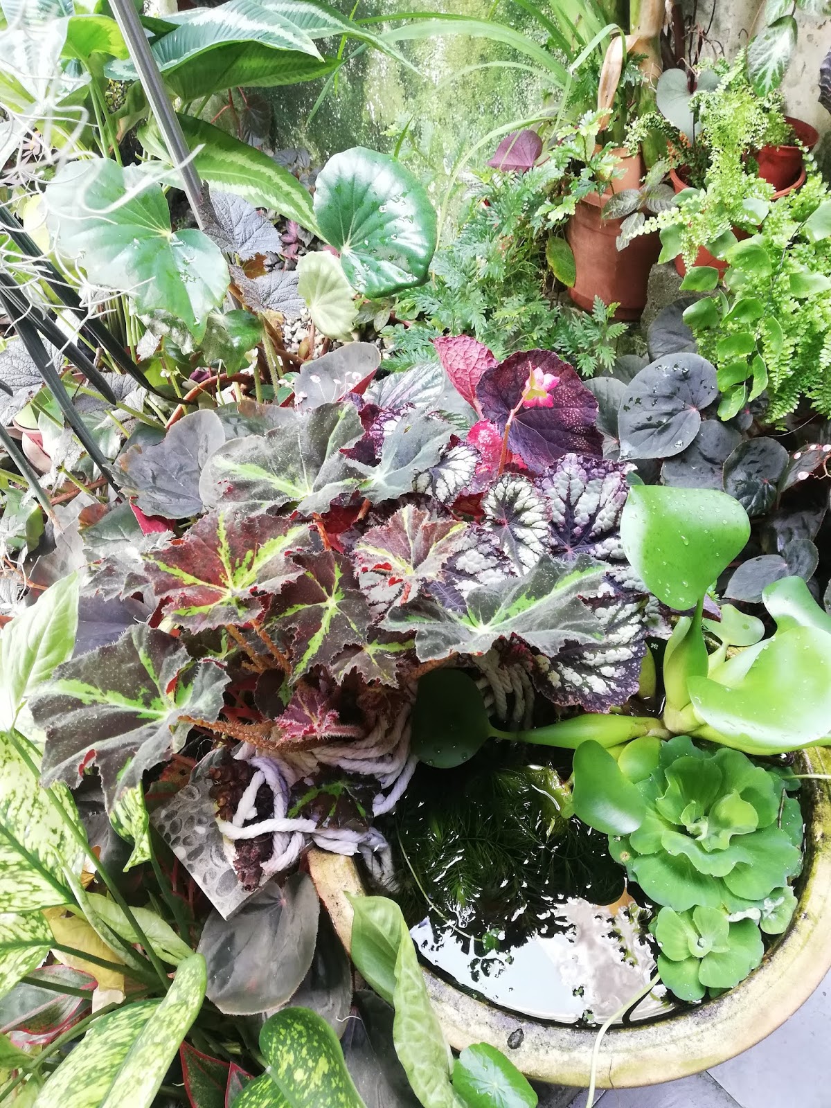 Garden Chronicles of James David: How to Grow Rex Begonia - Best Method ...