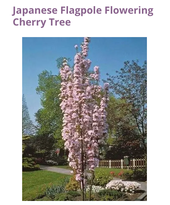 Columnar Tree Tips via Pretty Purple Door