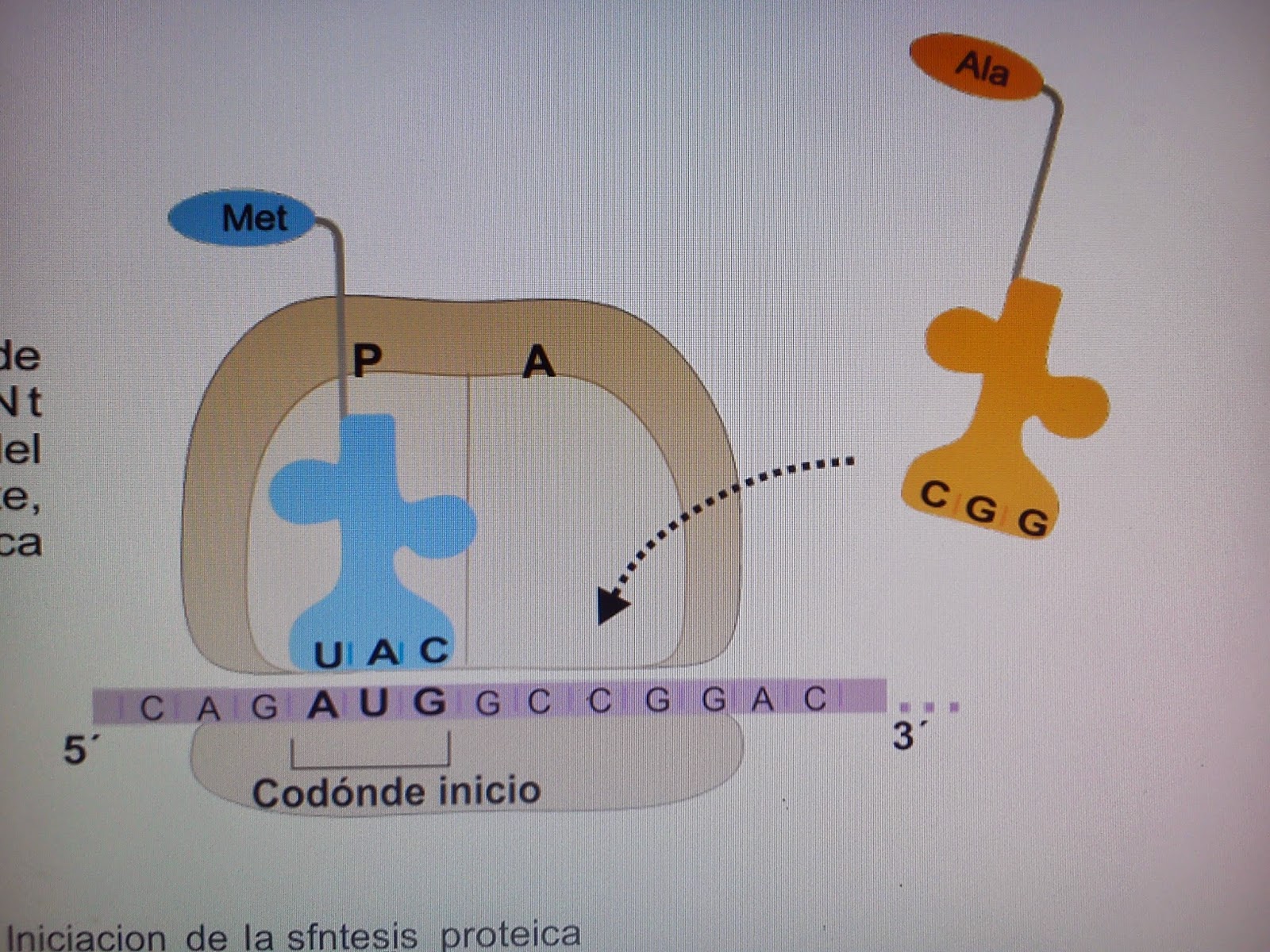BIOLOGÍA CELULAR Y MOLECULAR: V. Ribosomas