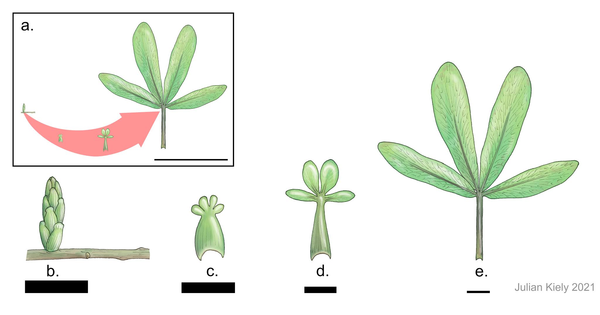 Fantastic Caytoniales and how to reconstruct them.