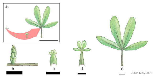 Fantastic Caytoniales and how to reconstruct them.