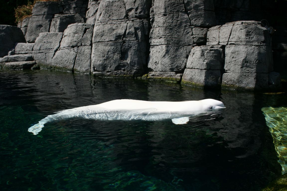 Animal Unique: Beluga Whale