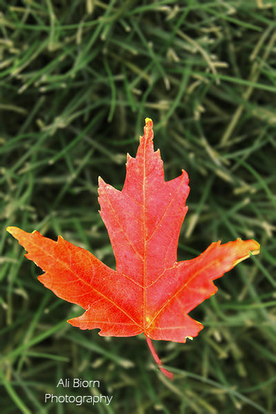 Autumn Leaf - Ali Biorn Photography