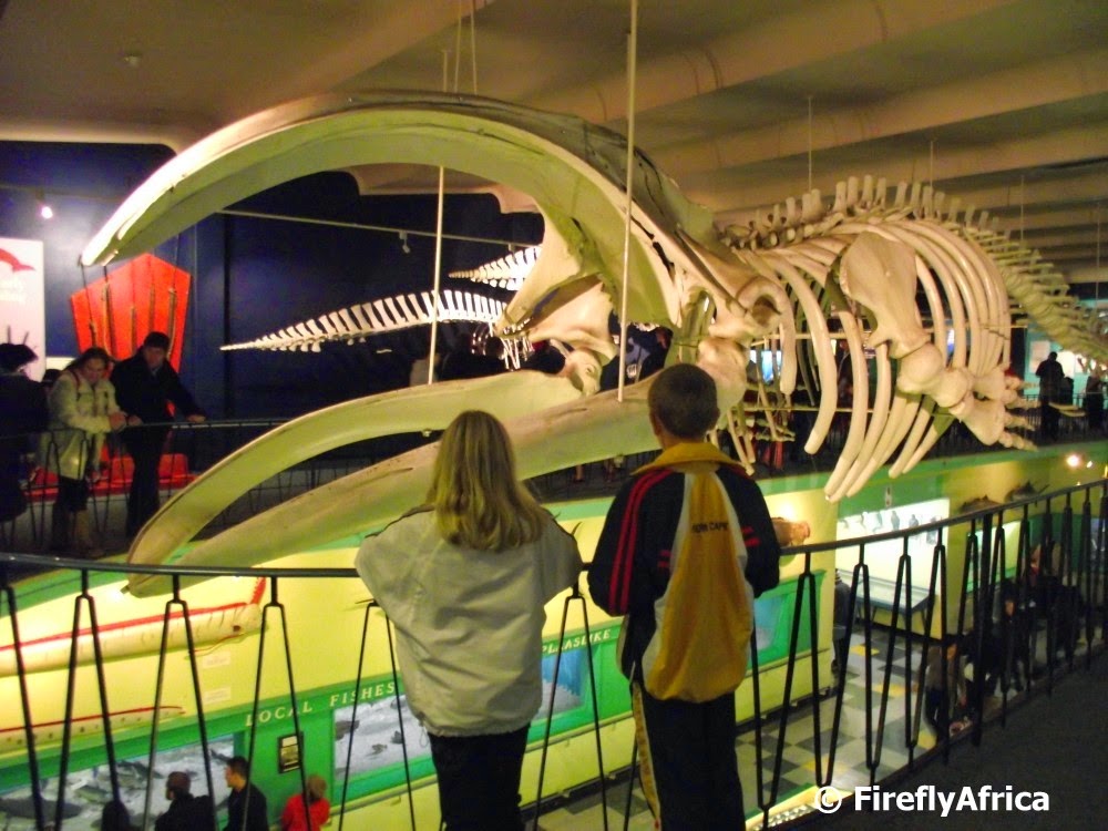 Port Elizabeth Daily Photo: Whale skeleton
