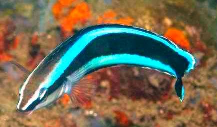 Not only one story in Malapascua Exotic... : Amazing Sea Creatures ...