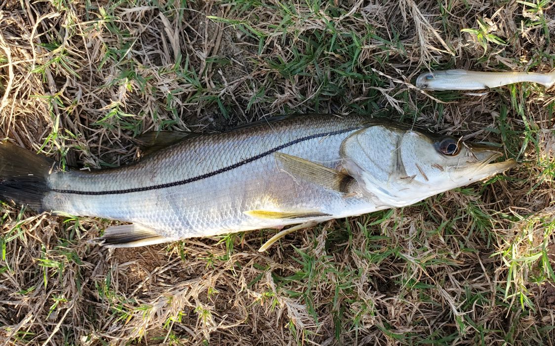 Mosquito Lagoon & Indian River Fishing: Snook In The Culverts