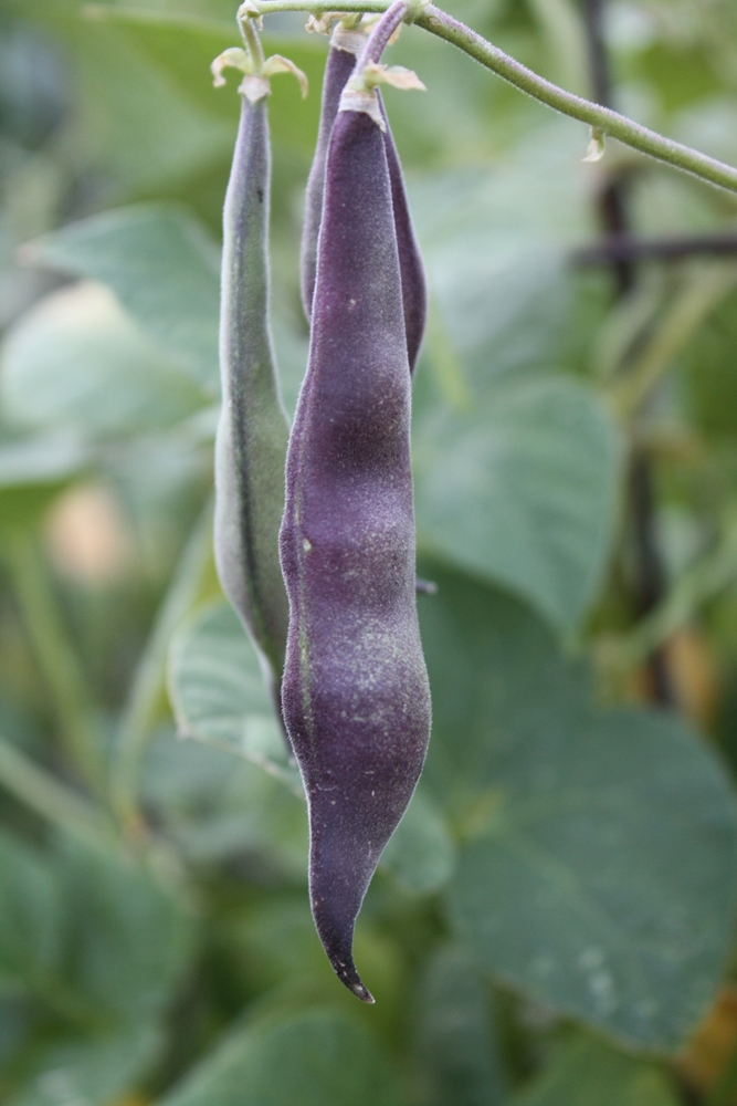 The Edible Garden: Lettuce, peas, Rock Walls