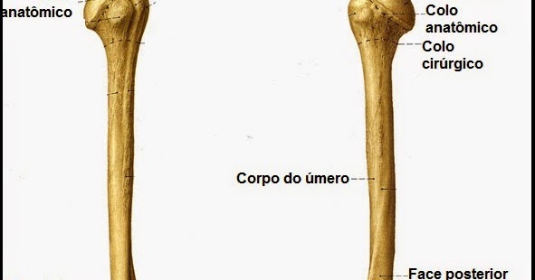 Sulco Intertubercular Do Umero
