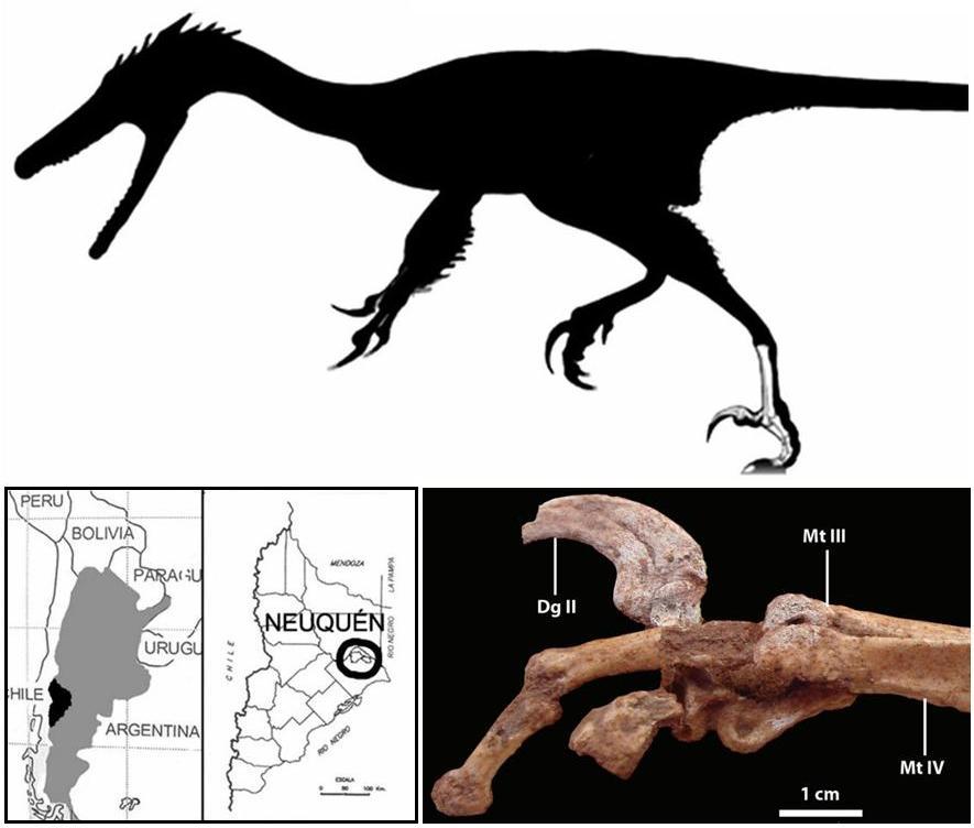 Species New to Science: [Paleontology • 2011] Pamparaptor micros • A ...