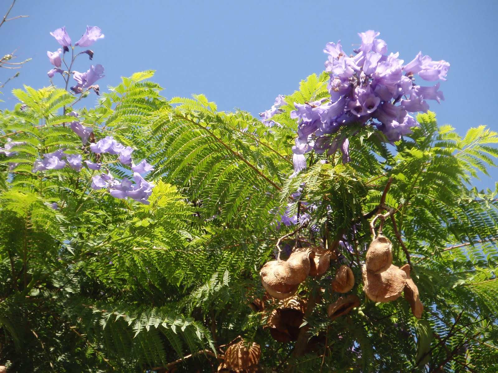 JACARANDÁ: Jacaranda mimosifolia | Plantas rioMoros