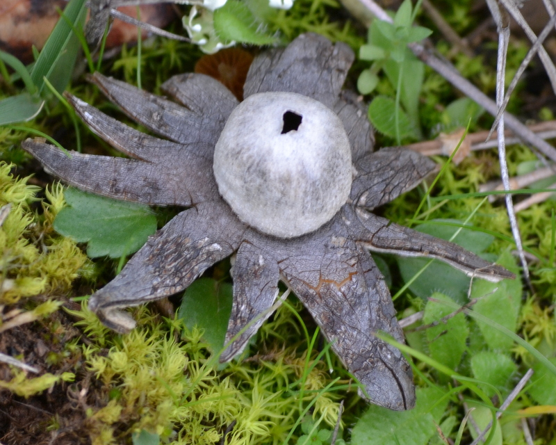 EN EL MONCAYO: Geastrum striatum