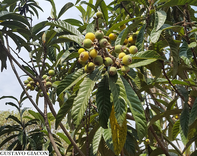 Viveiro Ciprest - Plantas Nativas e Exóticas: Nêspera Néctar de Cristal ...
