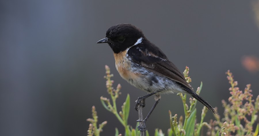 Birds of Saudi Arabia: Raydah Escarpment – Abha