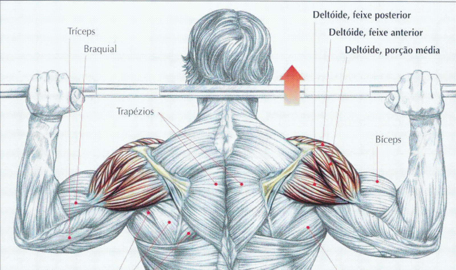 Rede Hipertrofia: Ombro