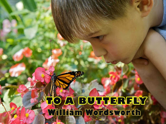 MAGIS: TO A BUTTERFLY, William Wordsworth