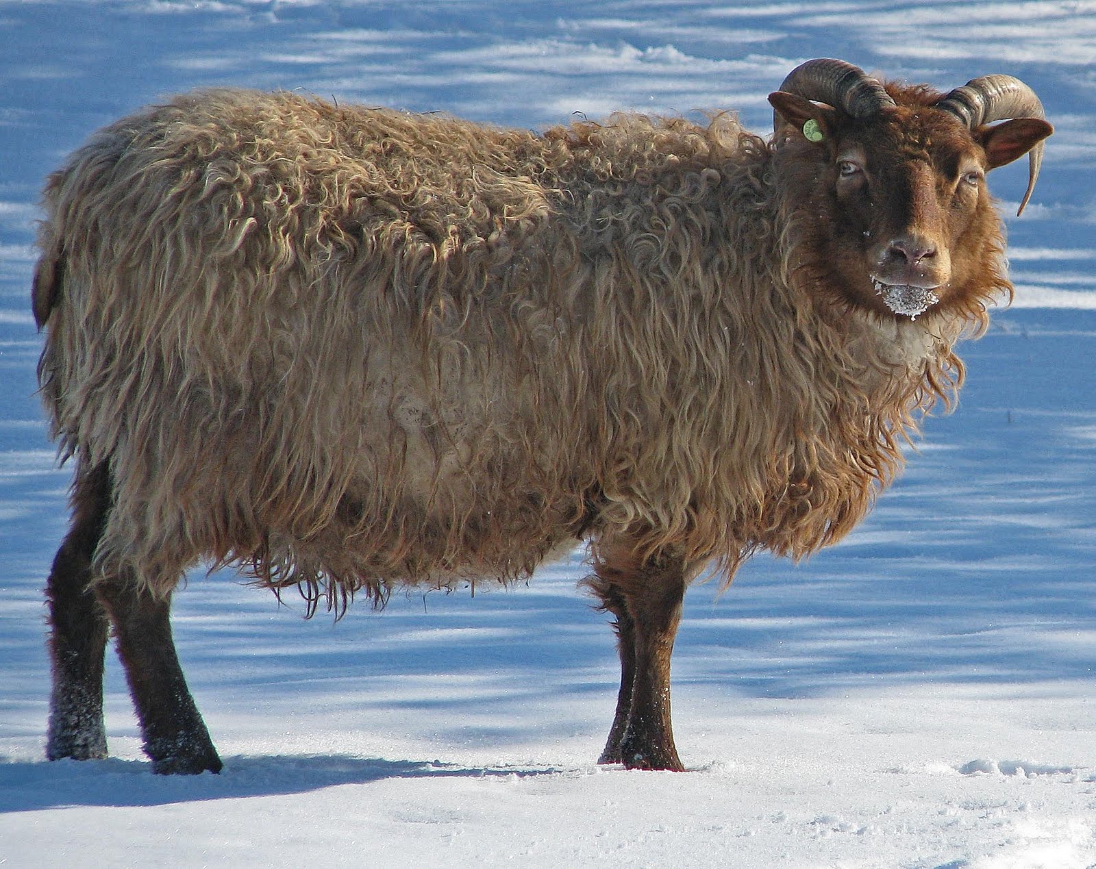 Red Brick Road Farm Icelandic Sheep & Wool