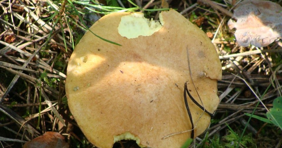 Mushrooms from Romania: Suillus flavidus