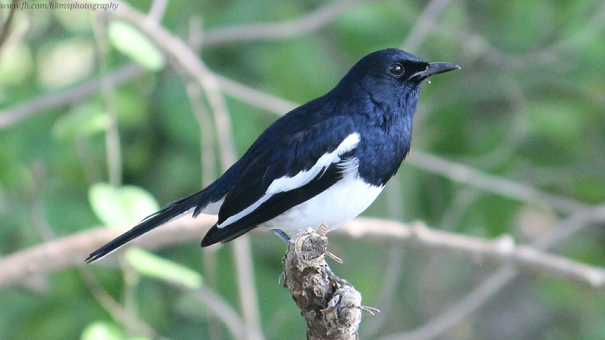 71. Oriental magpie-robin (ಮಡಿವಾಳ - Madivaala)