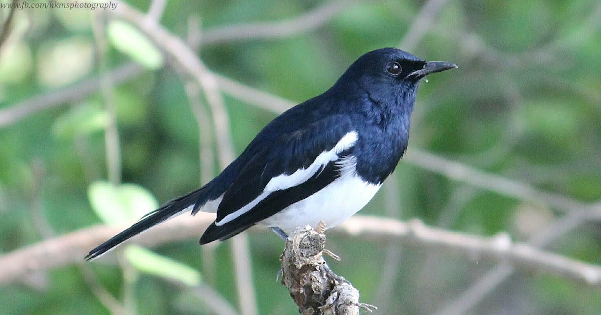 71. Oriental magpie-robin (ಮಡಿವಾಳ - Madivaala)