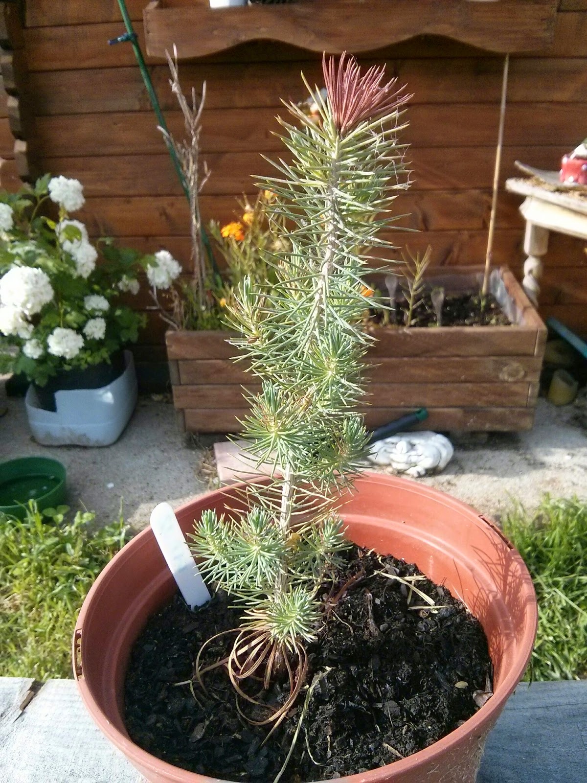 Mis Plantas y +: Siembra de piñones