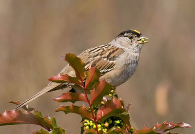 29 Backyard Birds To Know | Oregon