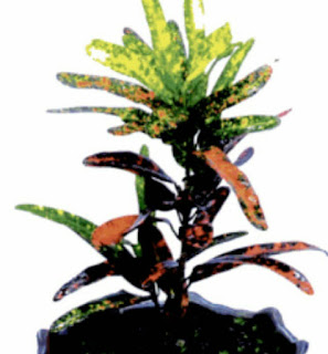 Bunga Puring yang Populer - 🥢 SettiaBlog